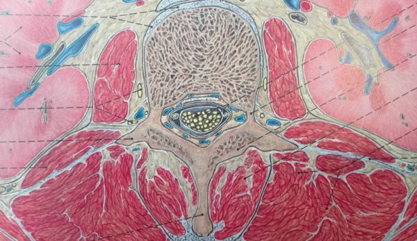 contractura muscular Archives – Centro de Osteopatía en Barcelona - Motec
